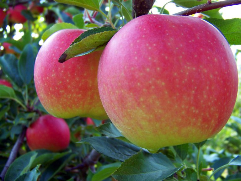 5 Best Fruit Trees to Grow in Georgia Climate