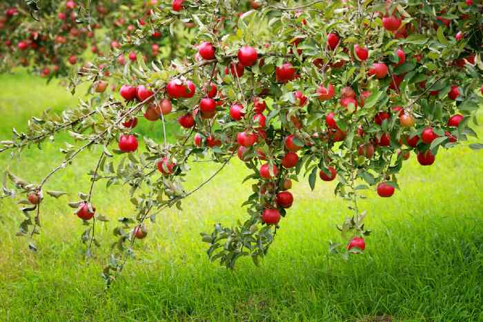 When Do Apple Trees Produce Fruit - Fruits Gardener When Do Apple Trees Produce Fruit - Fruits Gardener