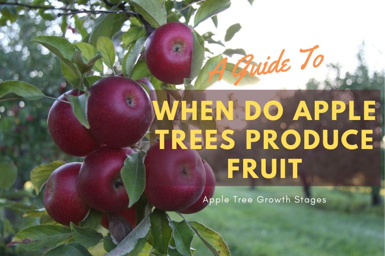 When Do Apple Trees Produce Fruit: Apple Tree Growth Stages When Do Apple Trees Produce Fruit: Apple Tree Growth Stages